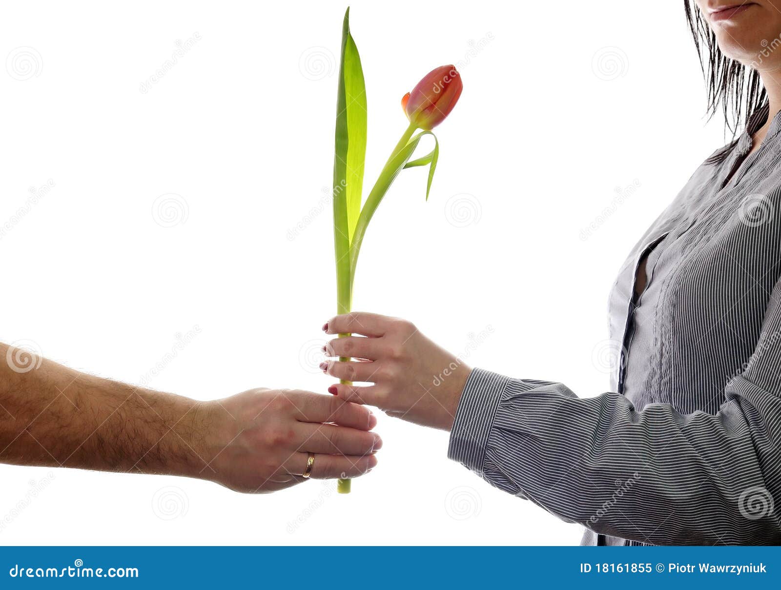 One Tulip Flower Like a Gift Stock Image - Image of feeling, color ...