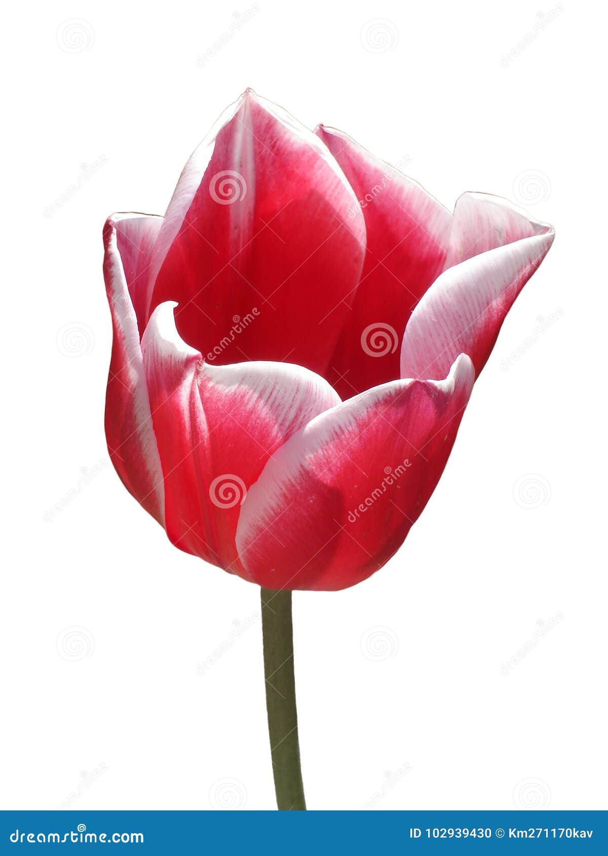 One Tulip Flower `Olga` Isolated on White Stock Photo - Image of tulip ...