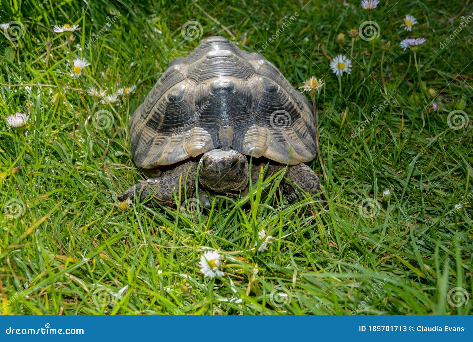 One Turtle from the Front, in the Green Grass Stock Image - Image of ...