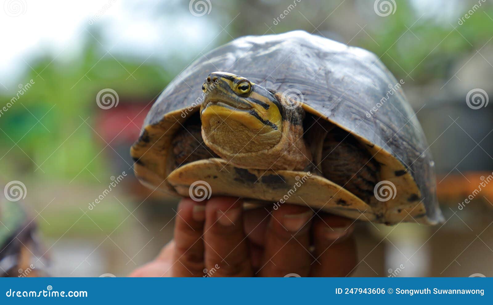 One turtle in hand stock photo. Image of natural, cute - 247943606
