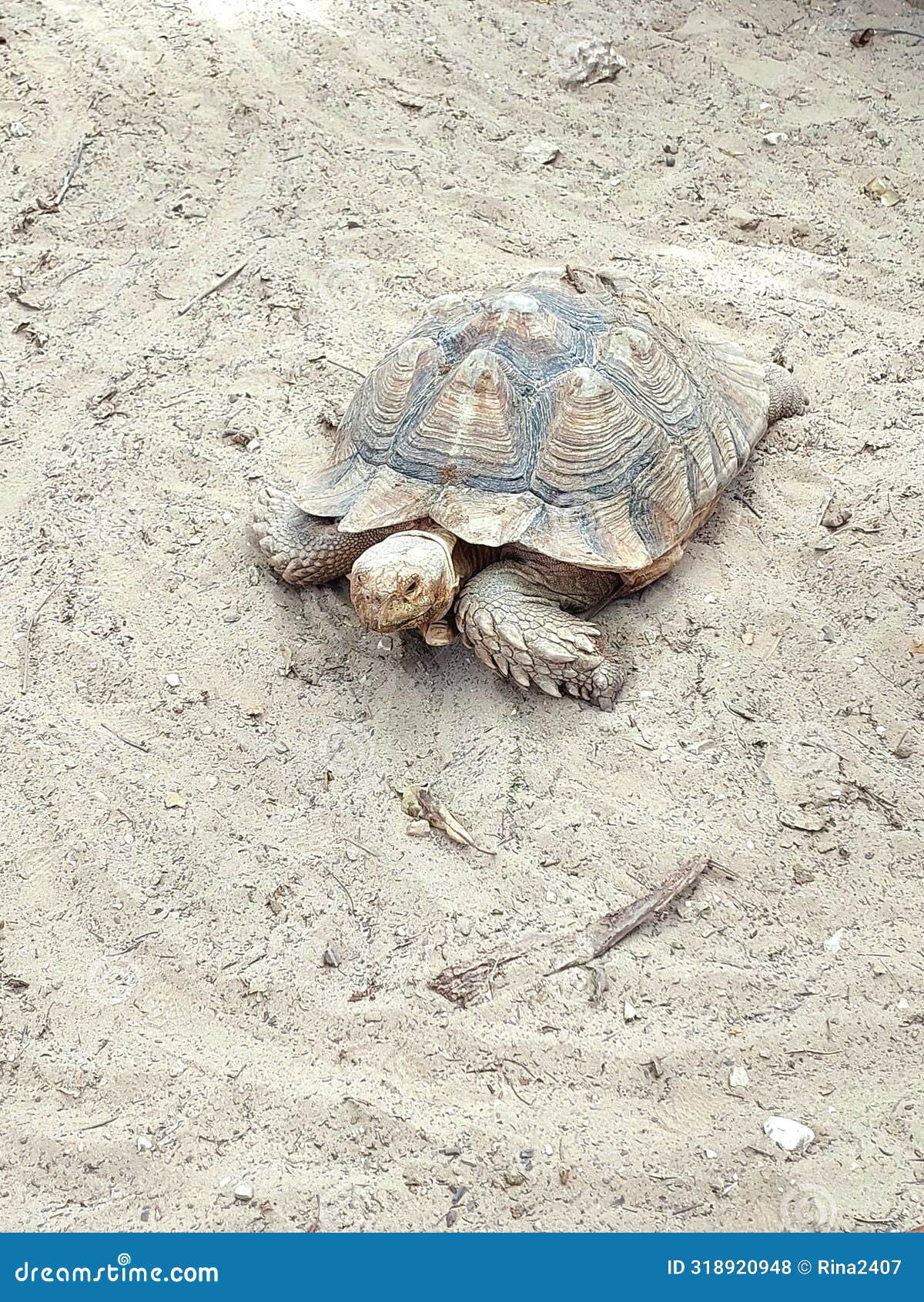 One turtle walking on sand stock photo. Image of nature - 318920948
