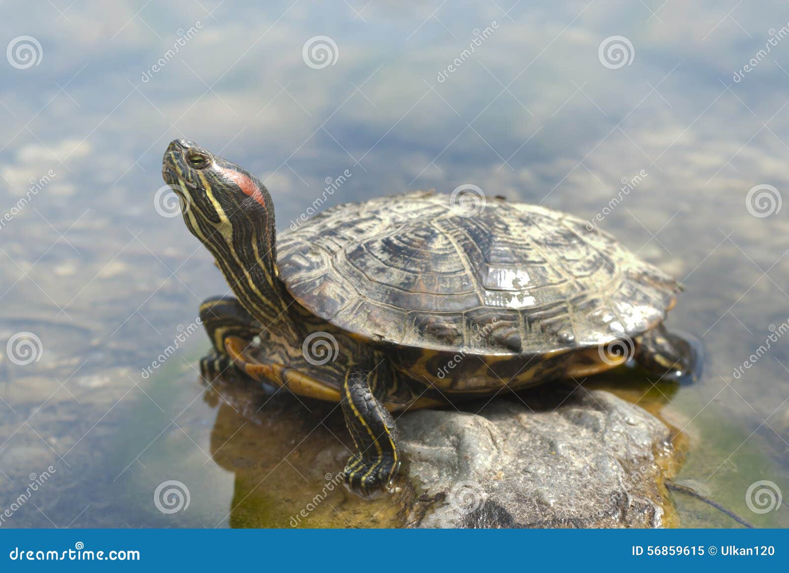 Turtles Sitting On Branch. Royalty-Free Stock Photography ...