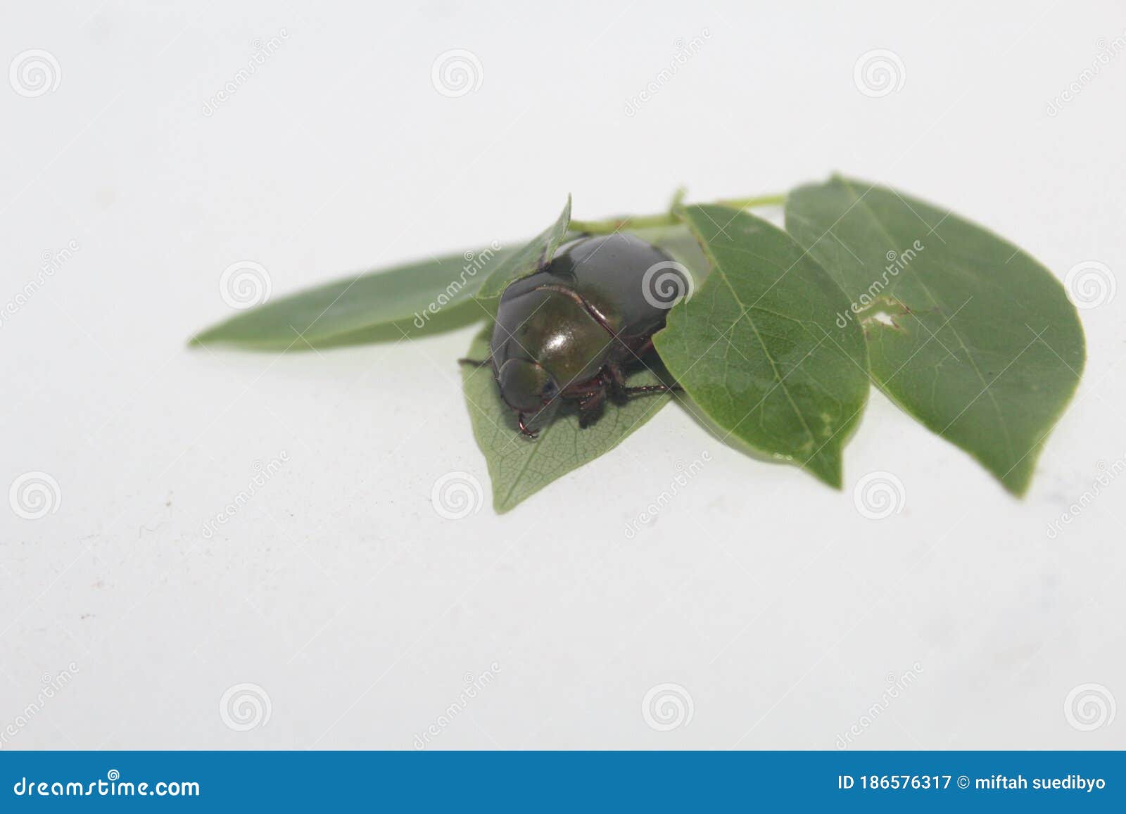 Green Beetle between the Leaves Against a White Background Stock Image - Image of buprestidae ...