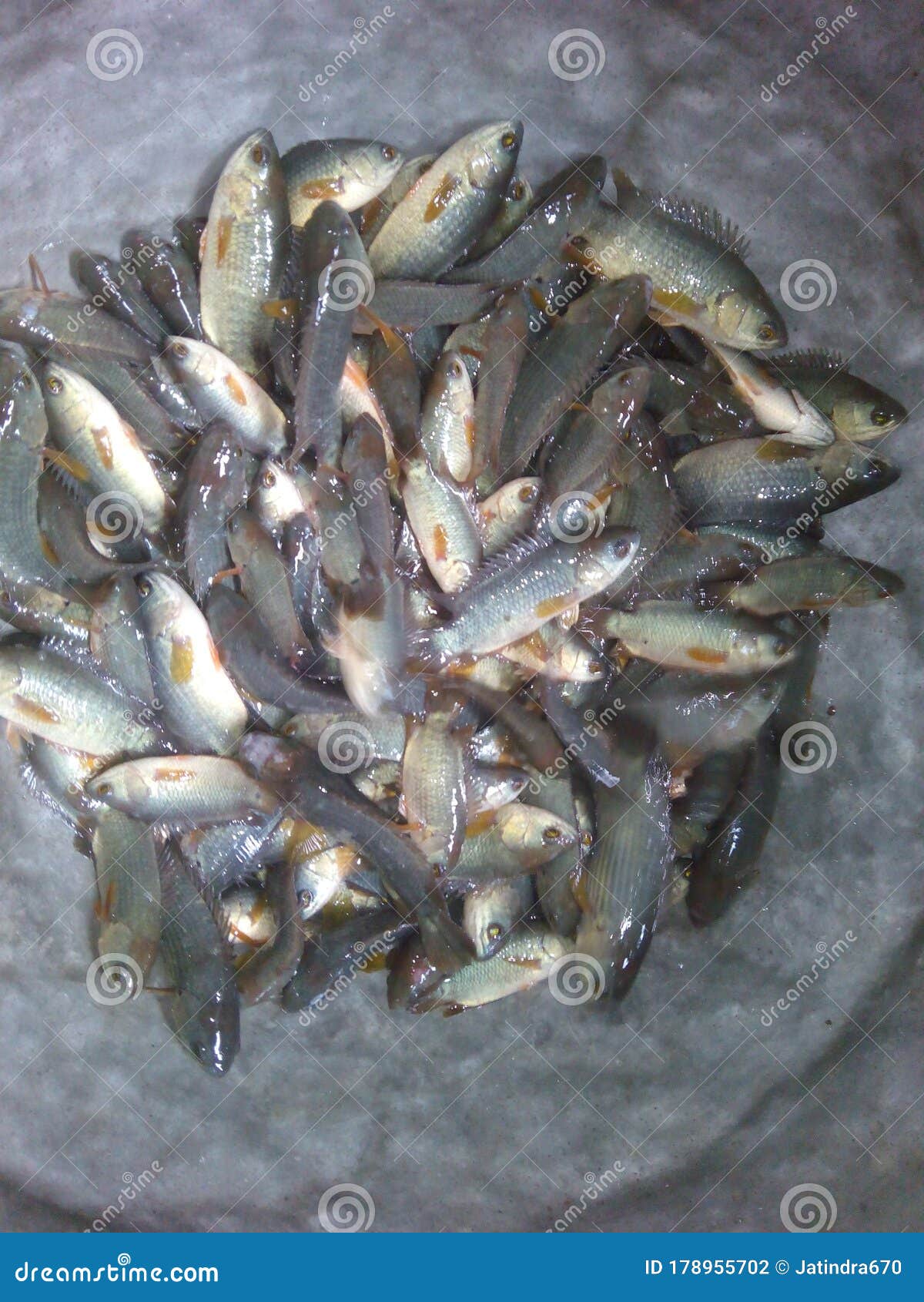 One type of fish stock photo. Image of amphibian, seafood - 178955702