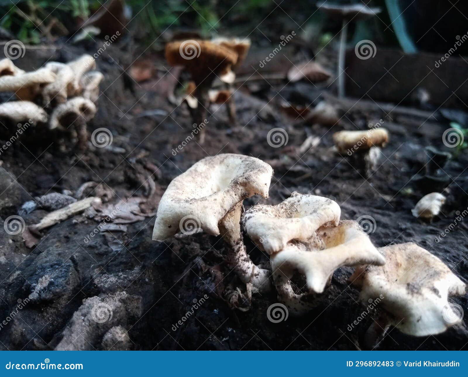 One Type of Fungus is a Fungus that Grows on the Surface of Wood Stock ...