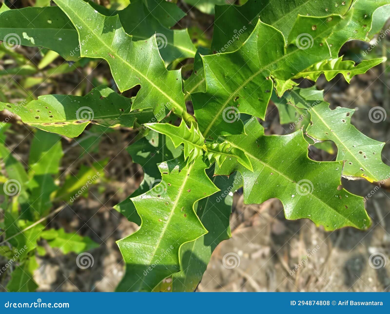 Acanthus Sp Stock Photos - Free & Royalty-Free Stock Photos from Dreamstime