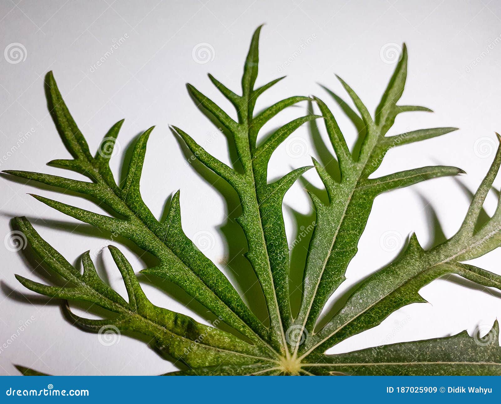 One type of medicinal leaf stock image. Image of type - 187025909