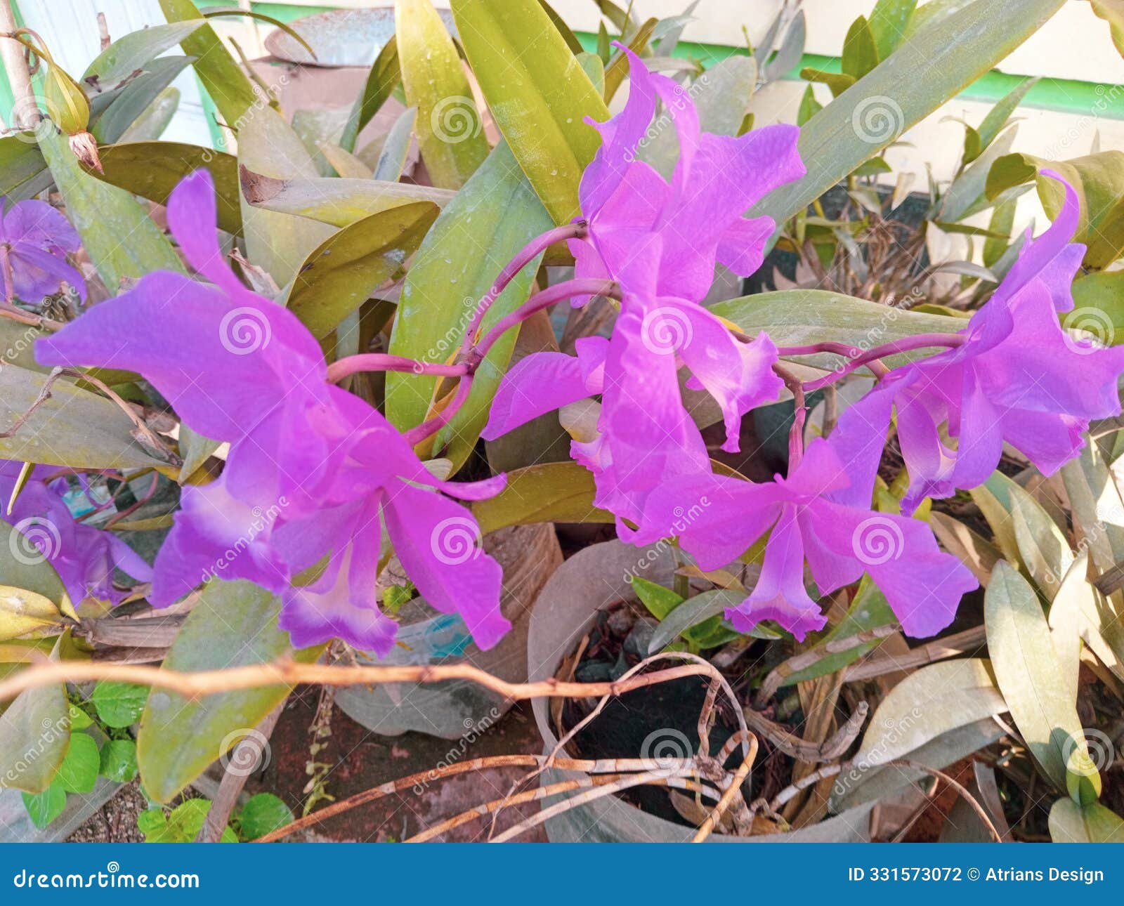 One Type of Orchid that Grows in Indonesia S Tropical Climate Stock ...