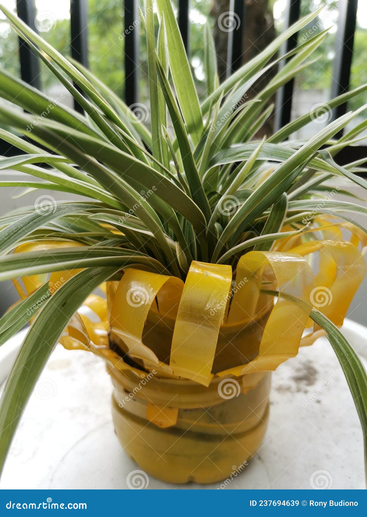 One Type of Pandanus Plant in a Yellow Handmade Plastic Pot Stock Image ...