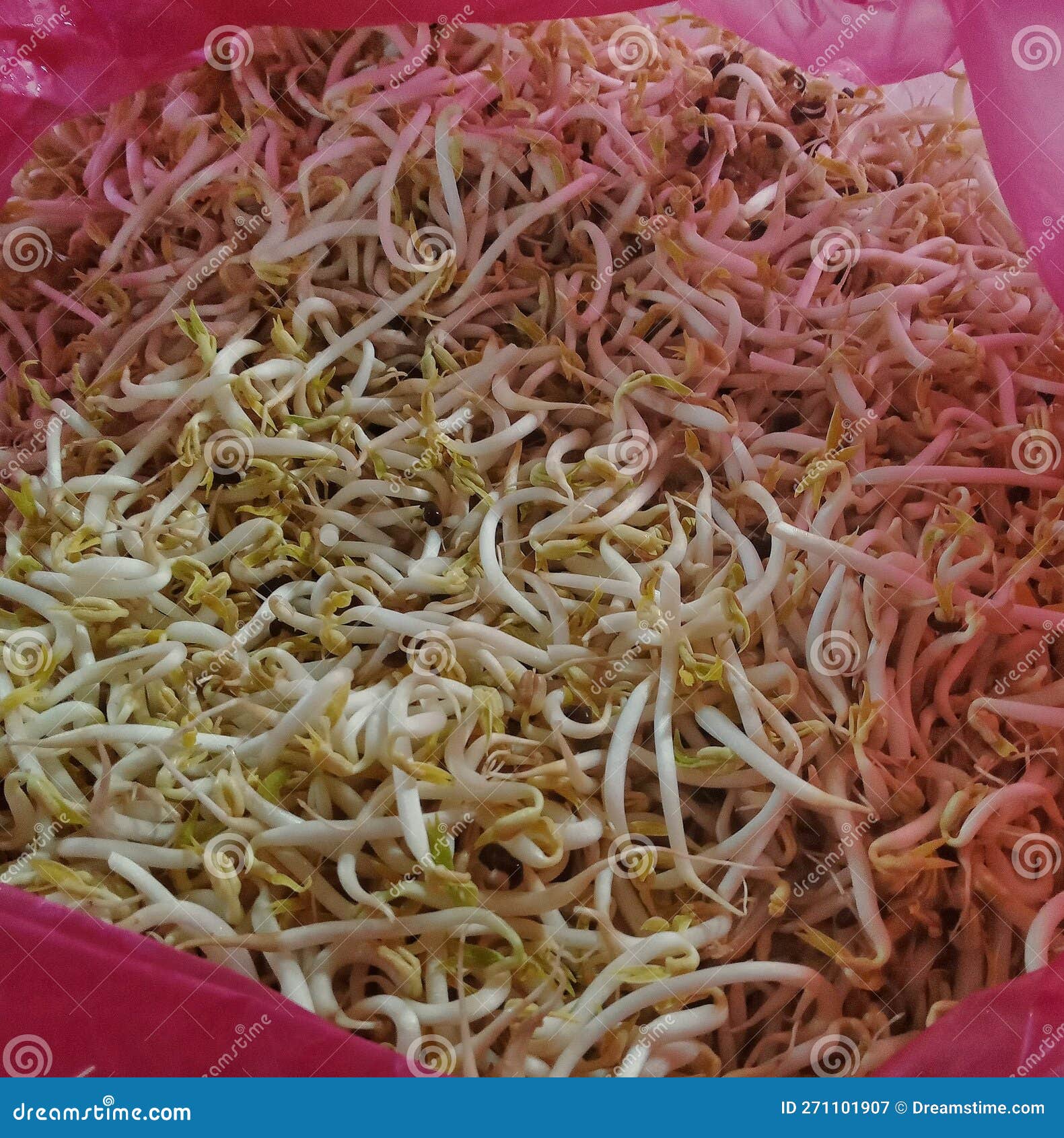 One Type of Vegetable that Comes from Beans Stock Image - Image of ...