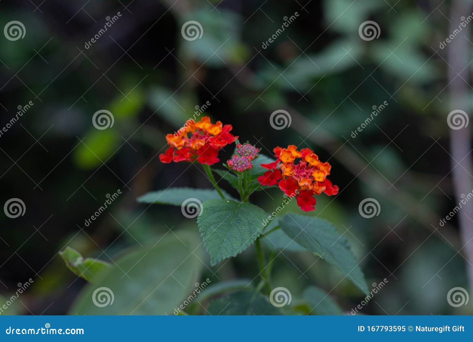 One Type of Flower with Colorful Stock Image - Image of botany ...
