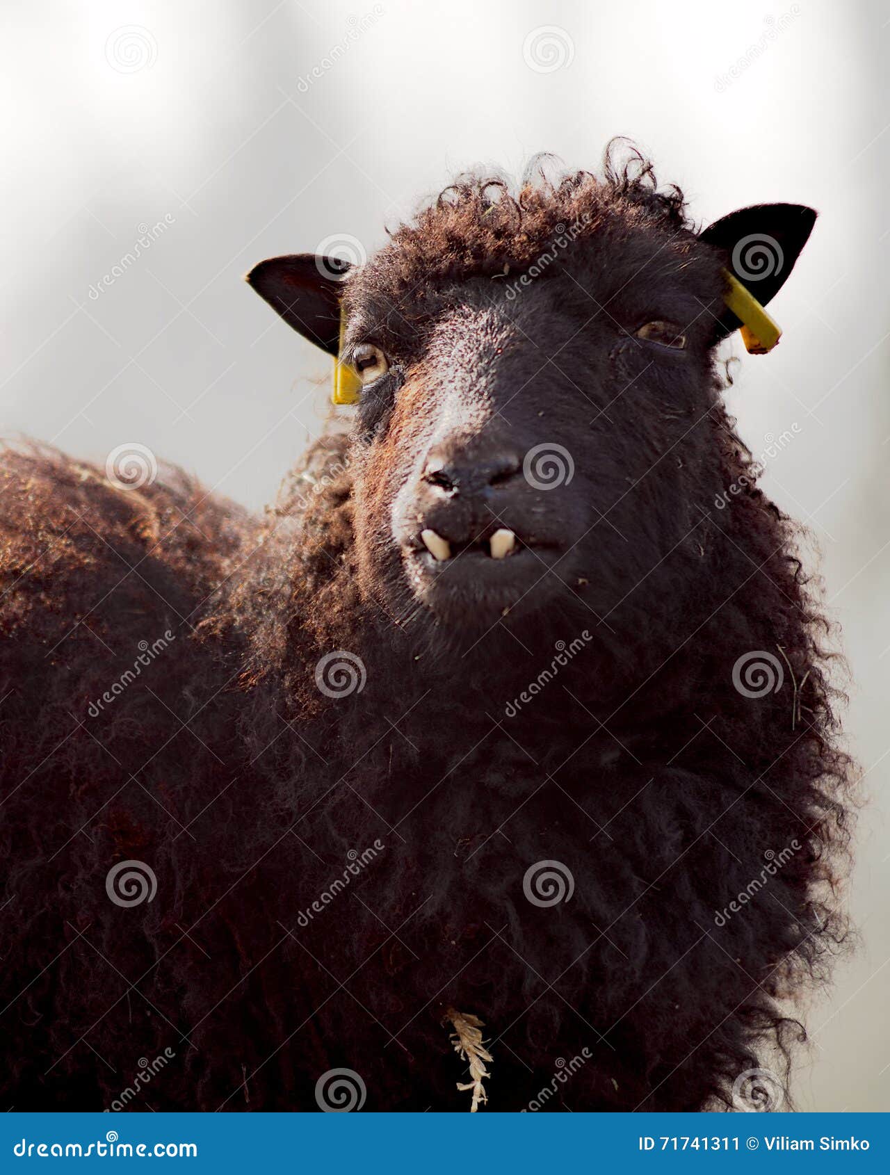 105 Ugly Sheep Photos - Free & Royalty-Free Stock Photos from Dreamstime