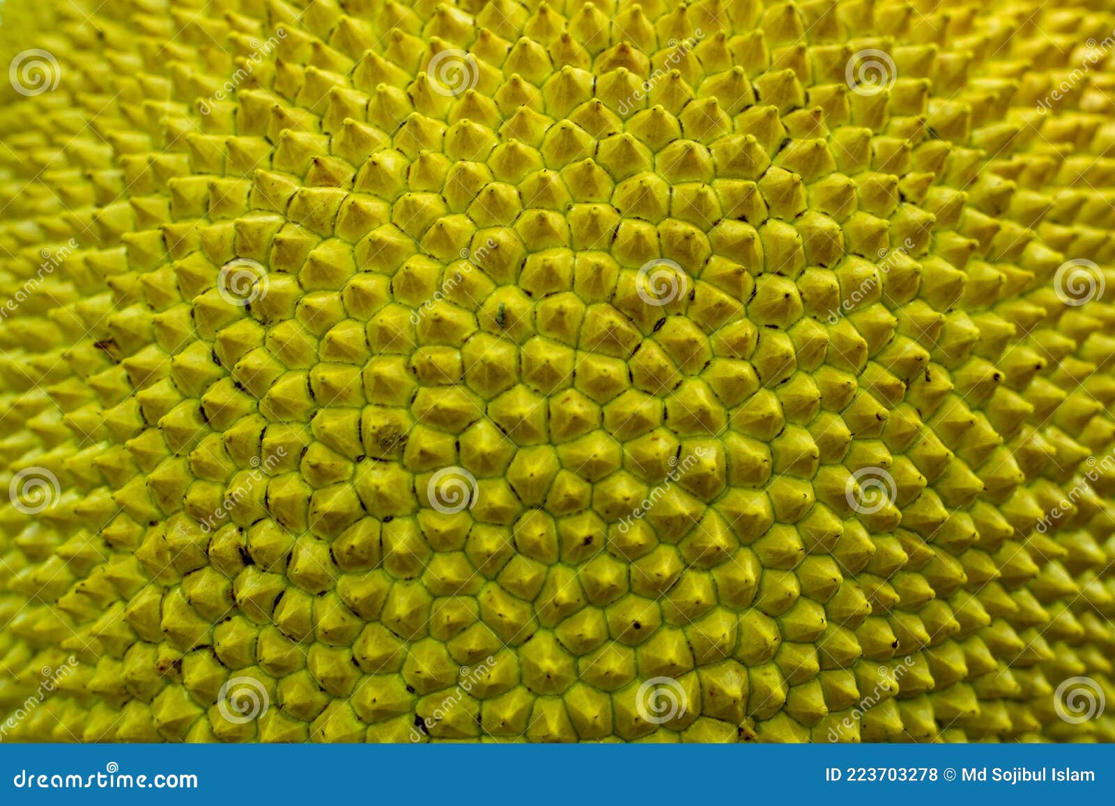 One Unique Aspect Of Jackfruit Large Size Fruit Of The World Sharp ...