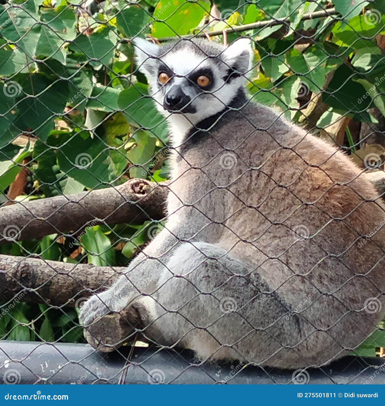 One of an Unique Mammals , the Kind of Lemur Stock Image - Image of ...