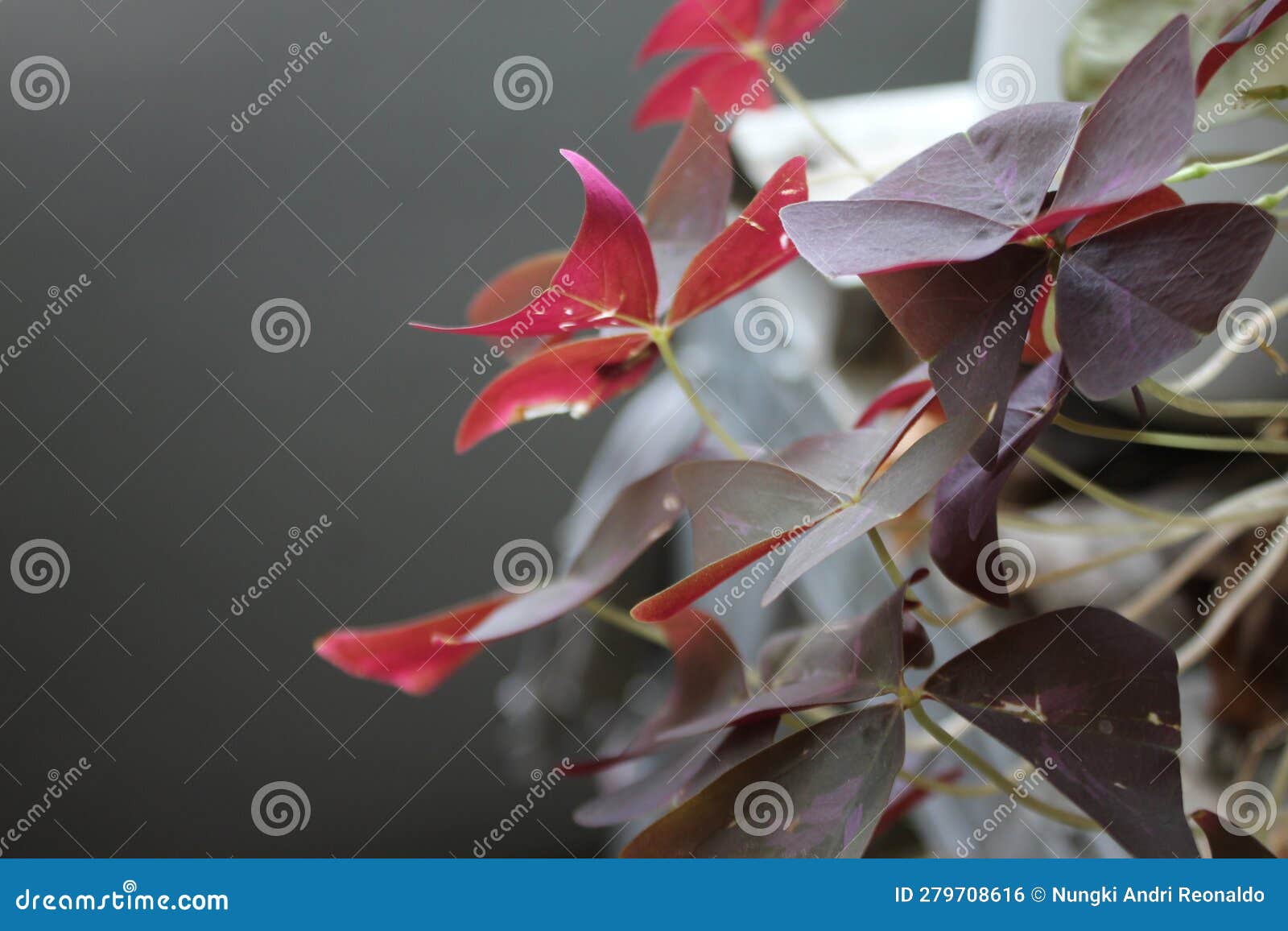 One of the Unique Plants is Called Oxalis Triangularis Which Has a ...