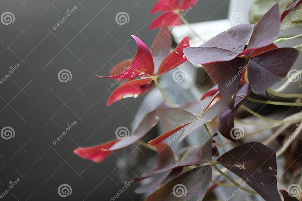 One of the Unique Plants is Called Oxalis Triangularis Which Has a ...