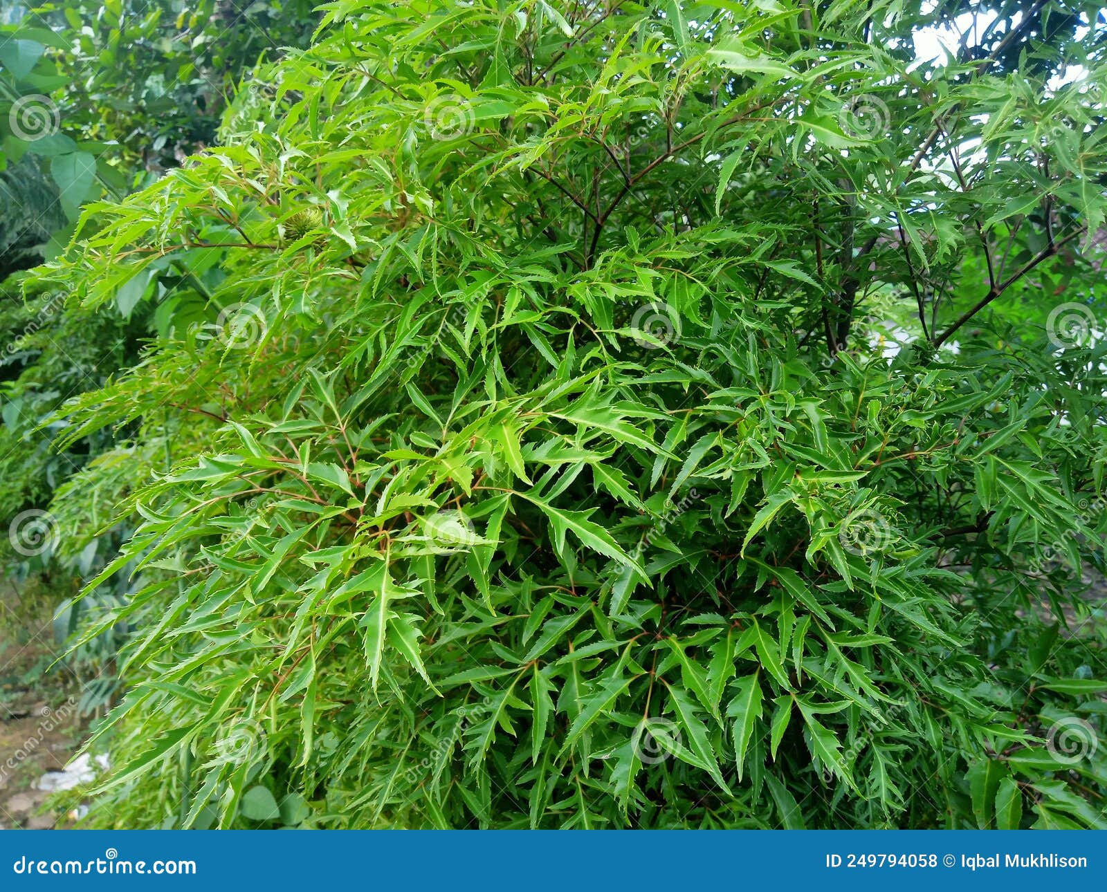 One of the Unique Plants with Good Leaves Stock Photo - Image of good ...