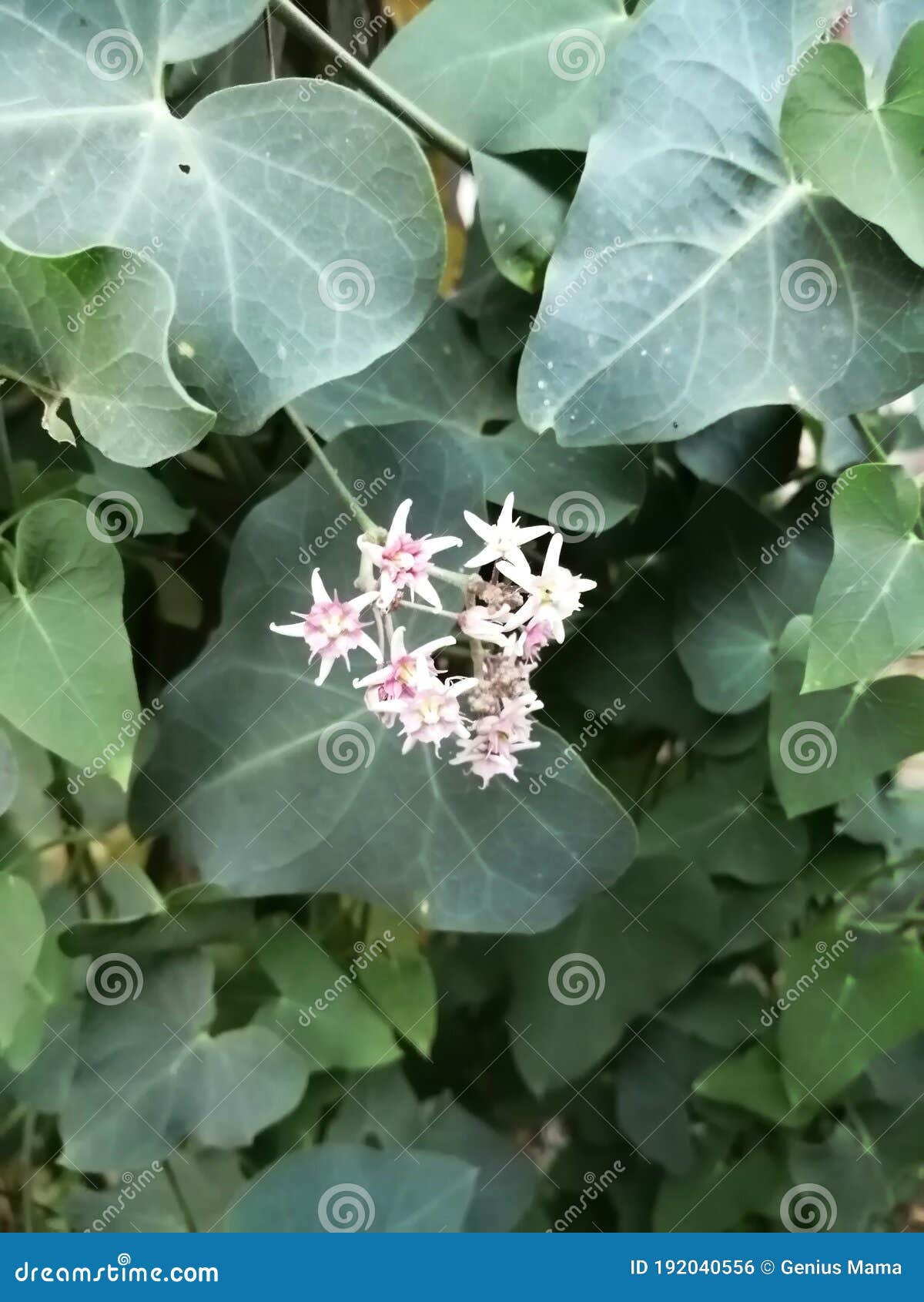 One of the Varieties of Hashish with a Pink Flowers Stock Photo - Image ...