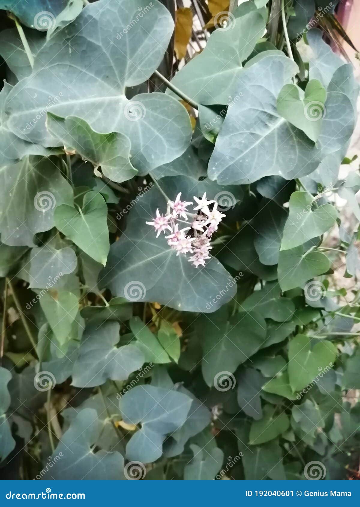 One of the Varieties of Hashish with a Pink Flowers Stock Image - Image ...
