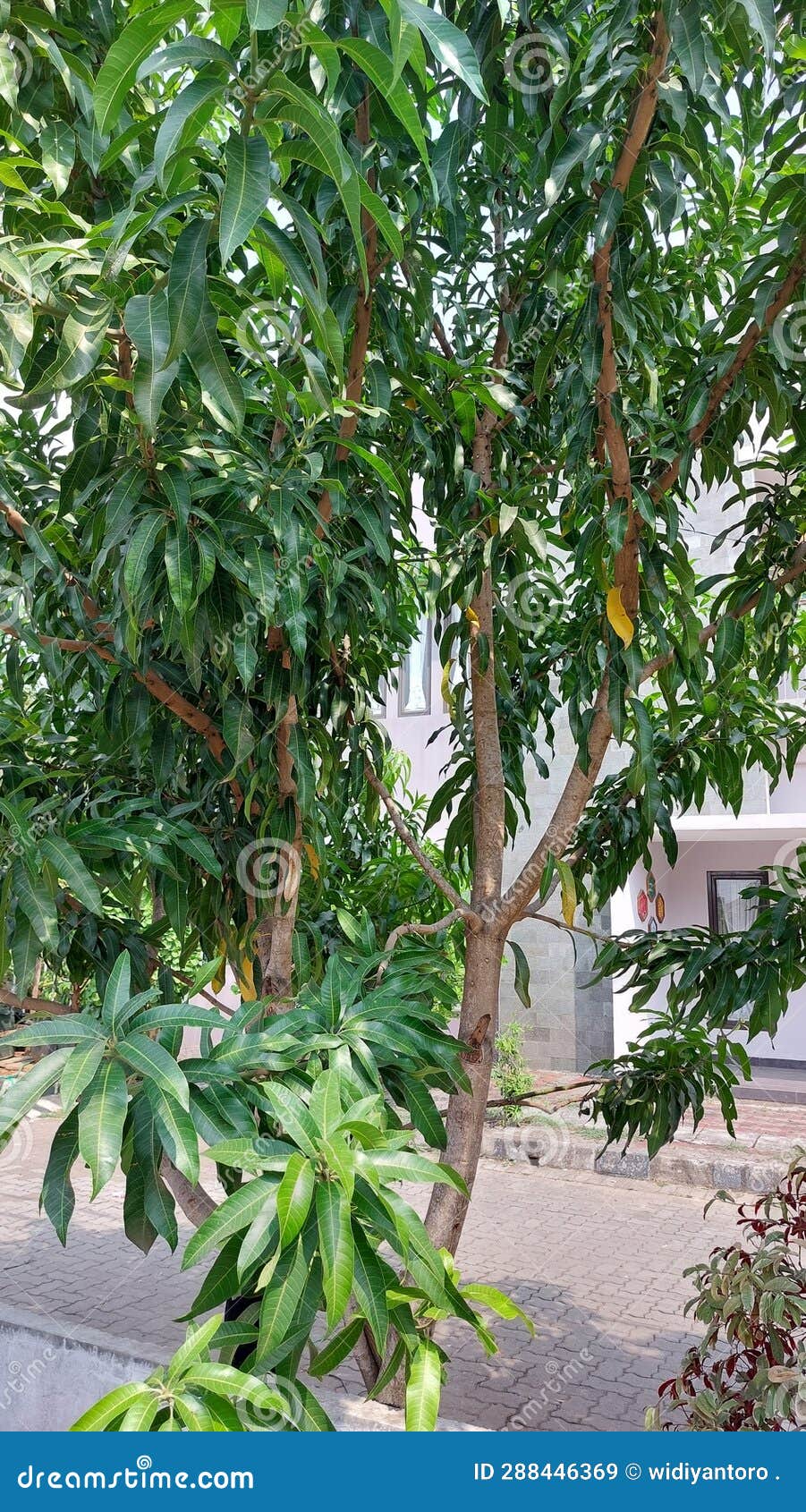 One of Variety Mango Tree in Indonesia Stock Image - Image of indonesia ...