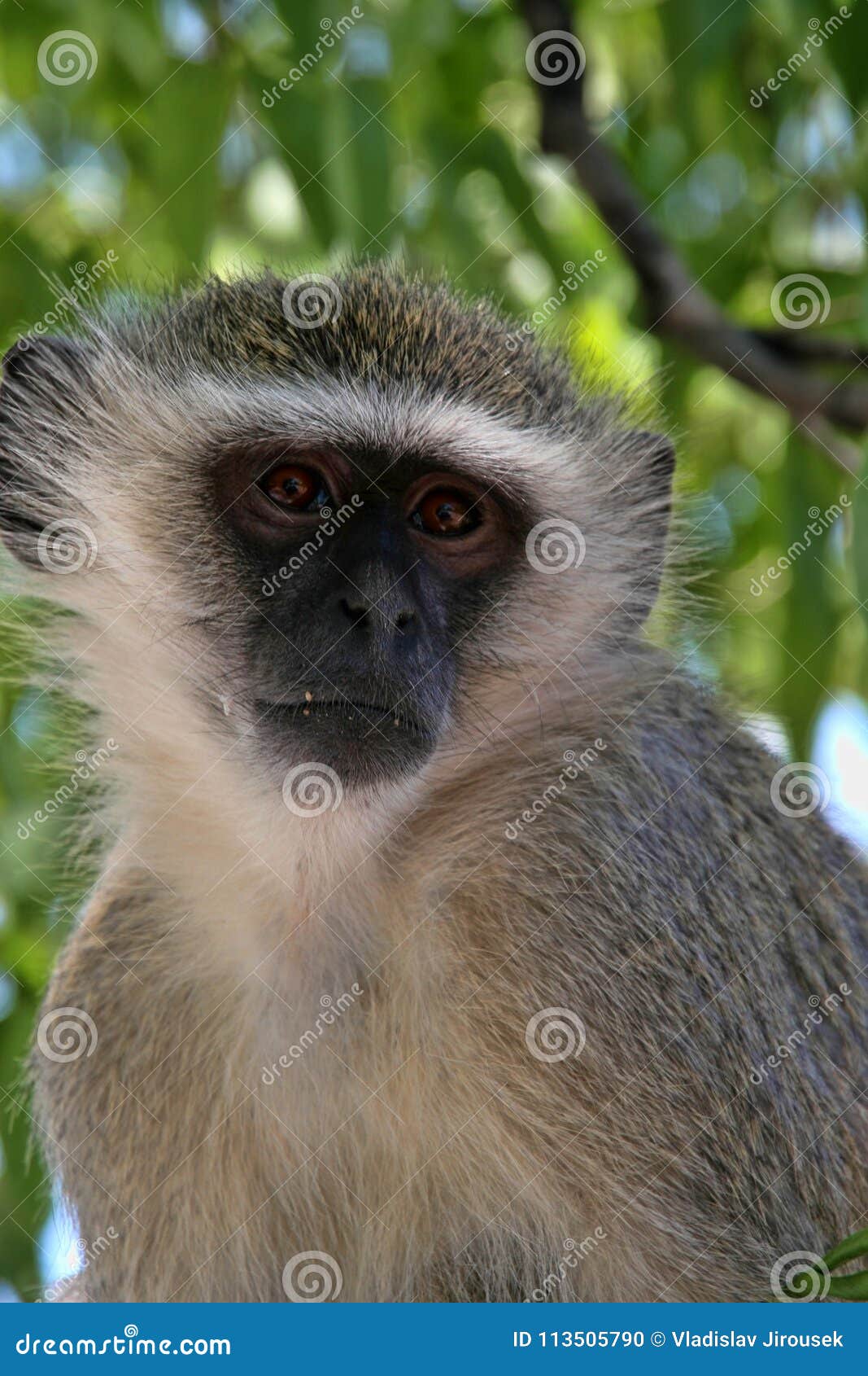 Vervet Monkey, Cercopithecus Aethiops, in Victoria Falls, Zambia Stock ...
