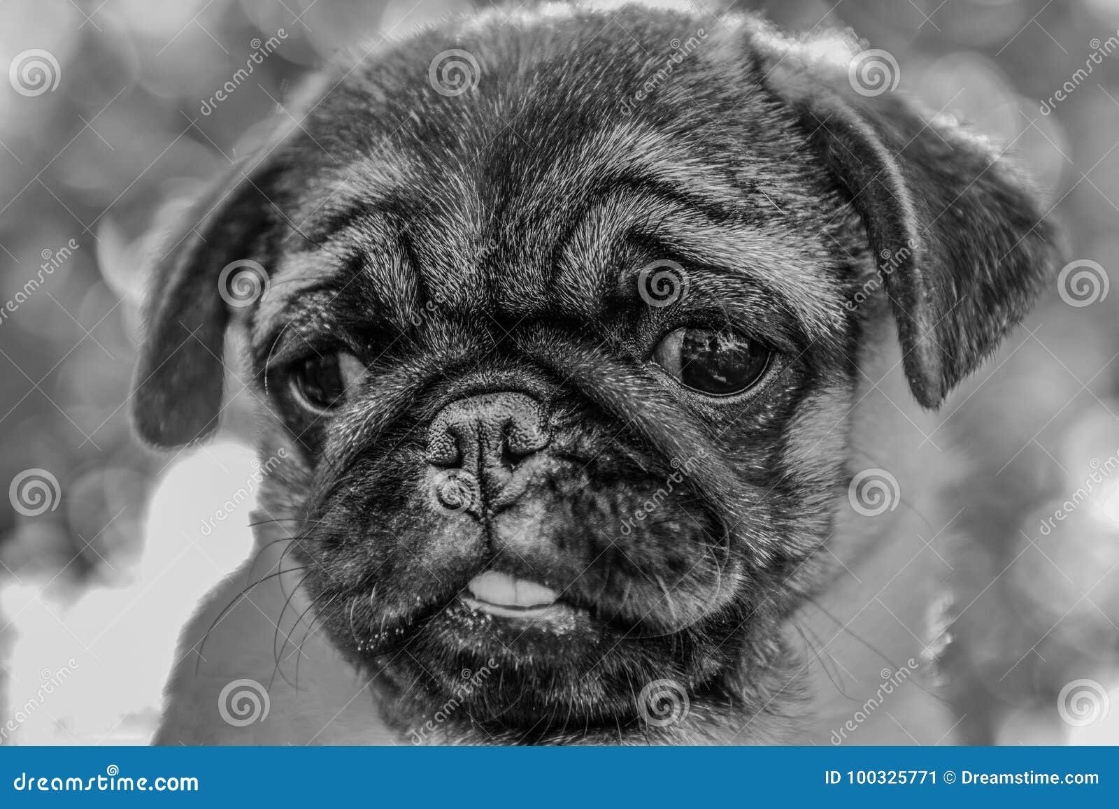 Mops stock image. Image of clouds, woodcovered, pedja - 100325771