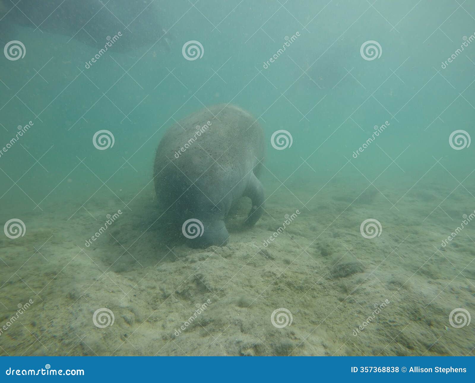 Manatee Underwater in Florida Stock Photo - Image of swimming, aquarium ...