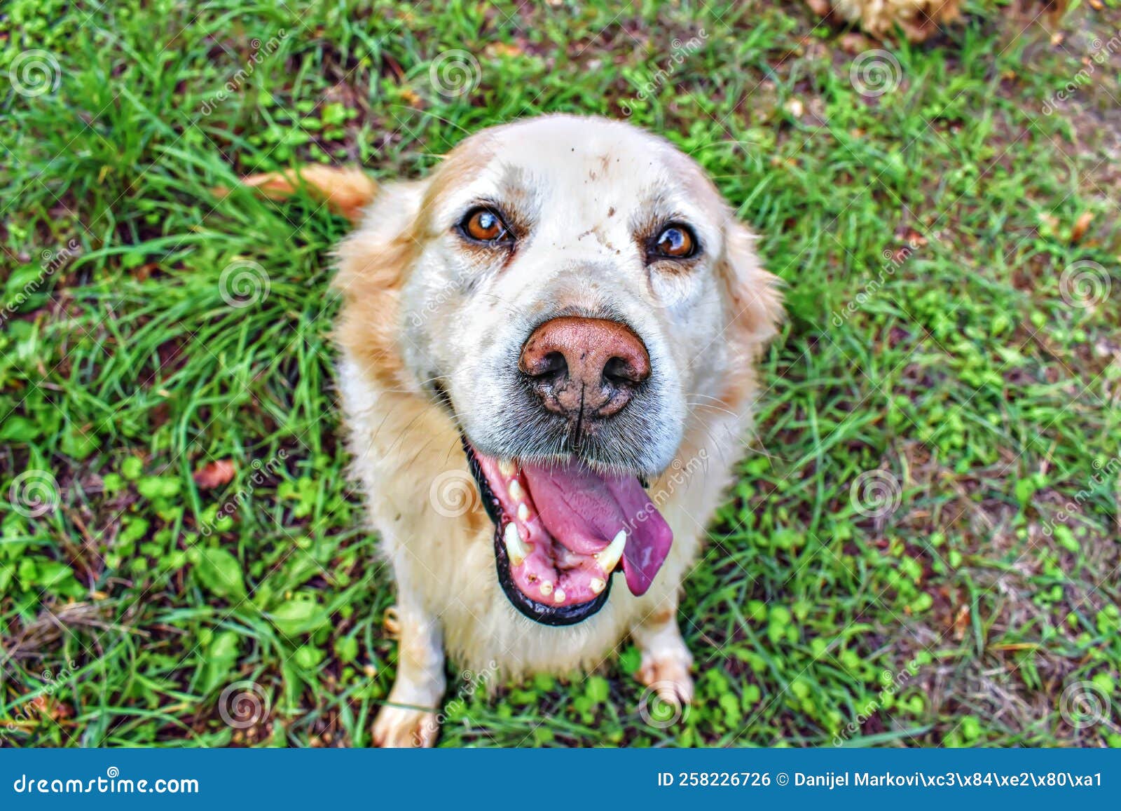 This is One Very Happy Dog. Stock Photo - Image of puppy, carnivore ...