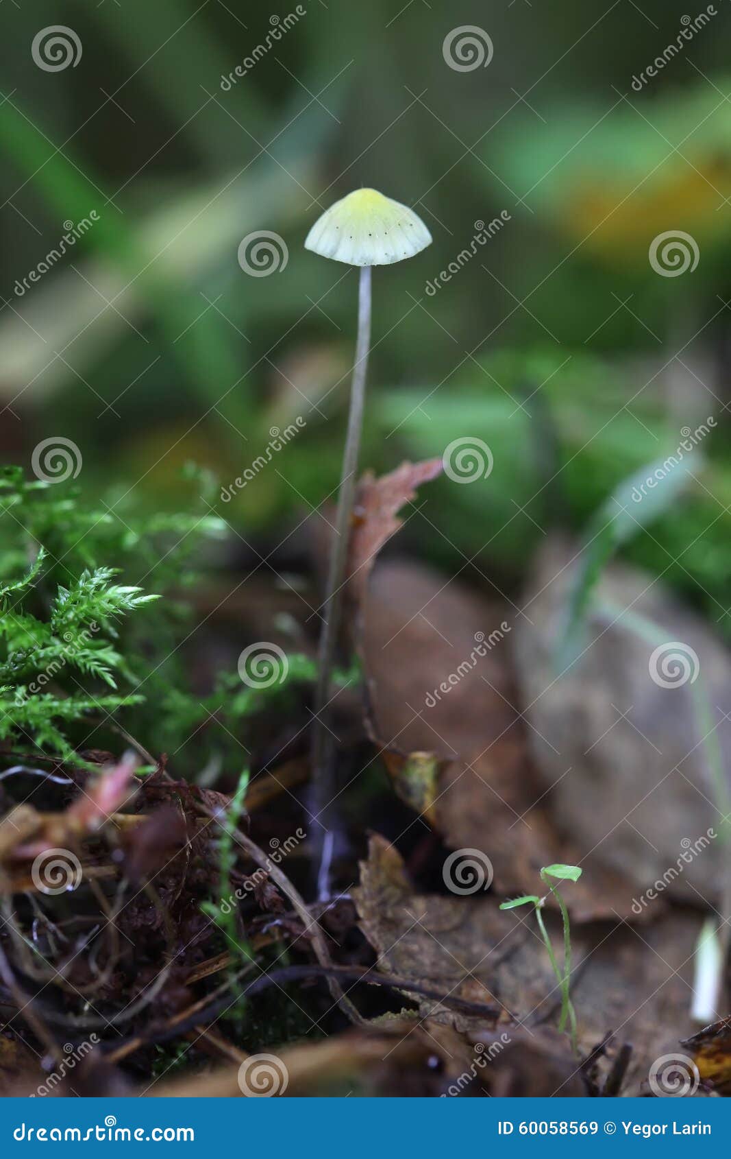 One Very Small Toadstool Closeup Stock Image - Image of toadstool ...