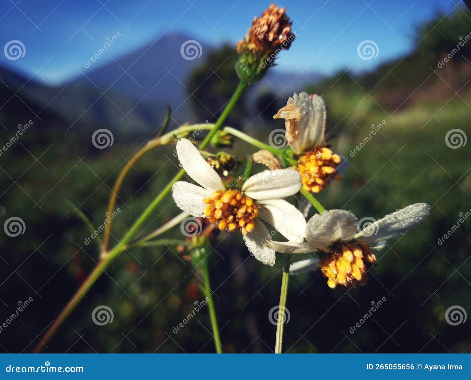 One of the Views in the Village, Cool To See it Stock Photo - Image of ...