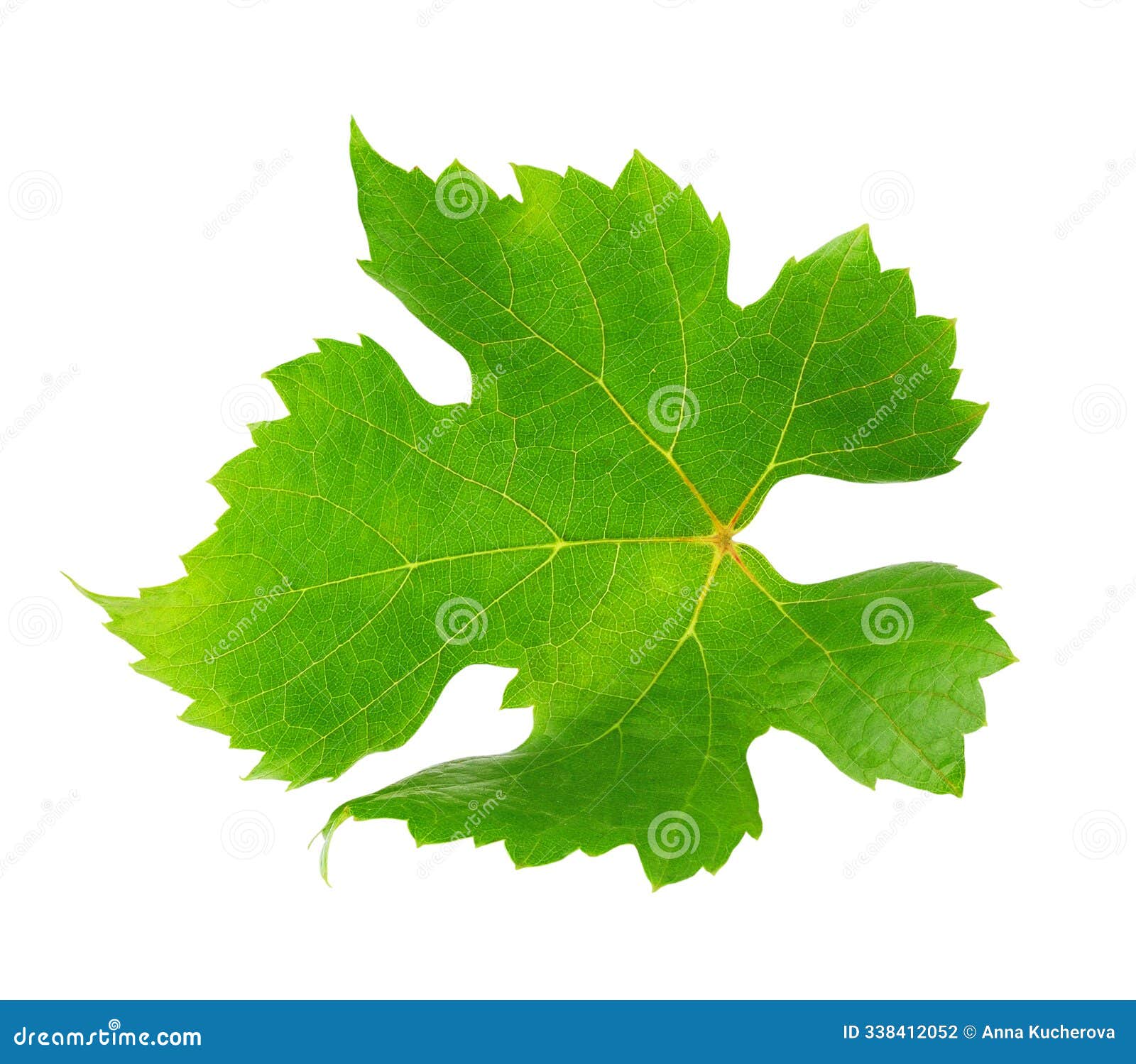 One Vine Leaf Isolated on White Stock Photo - Image of element, cutout ...