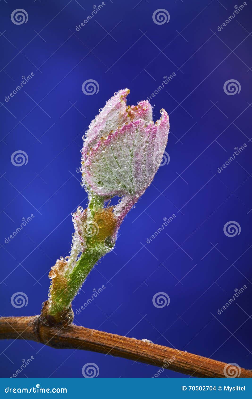 One vine leaf stock photo. Image of colorful, agriculture - 70502704