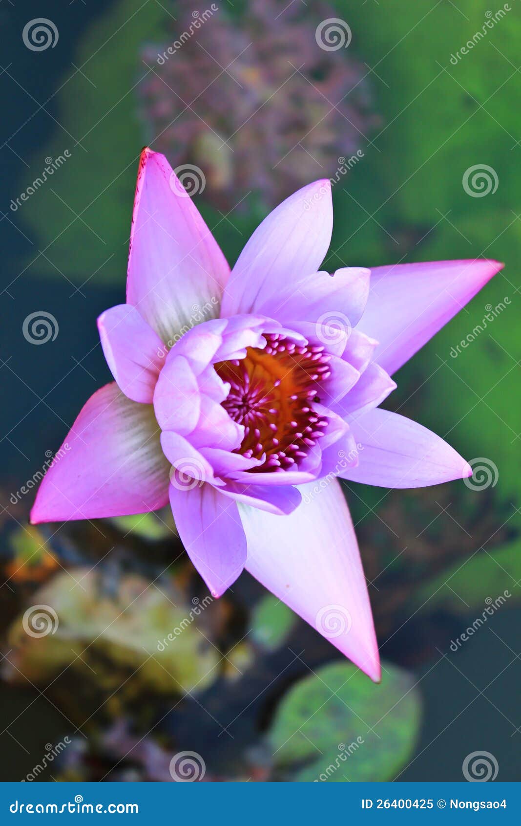 One violet lotus in swamp stock image. Image of environment - 26400425