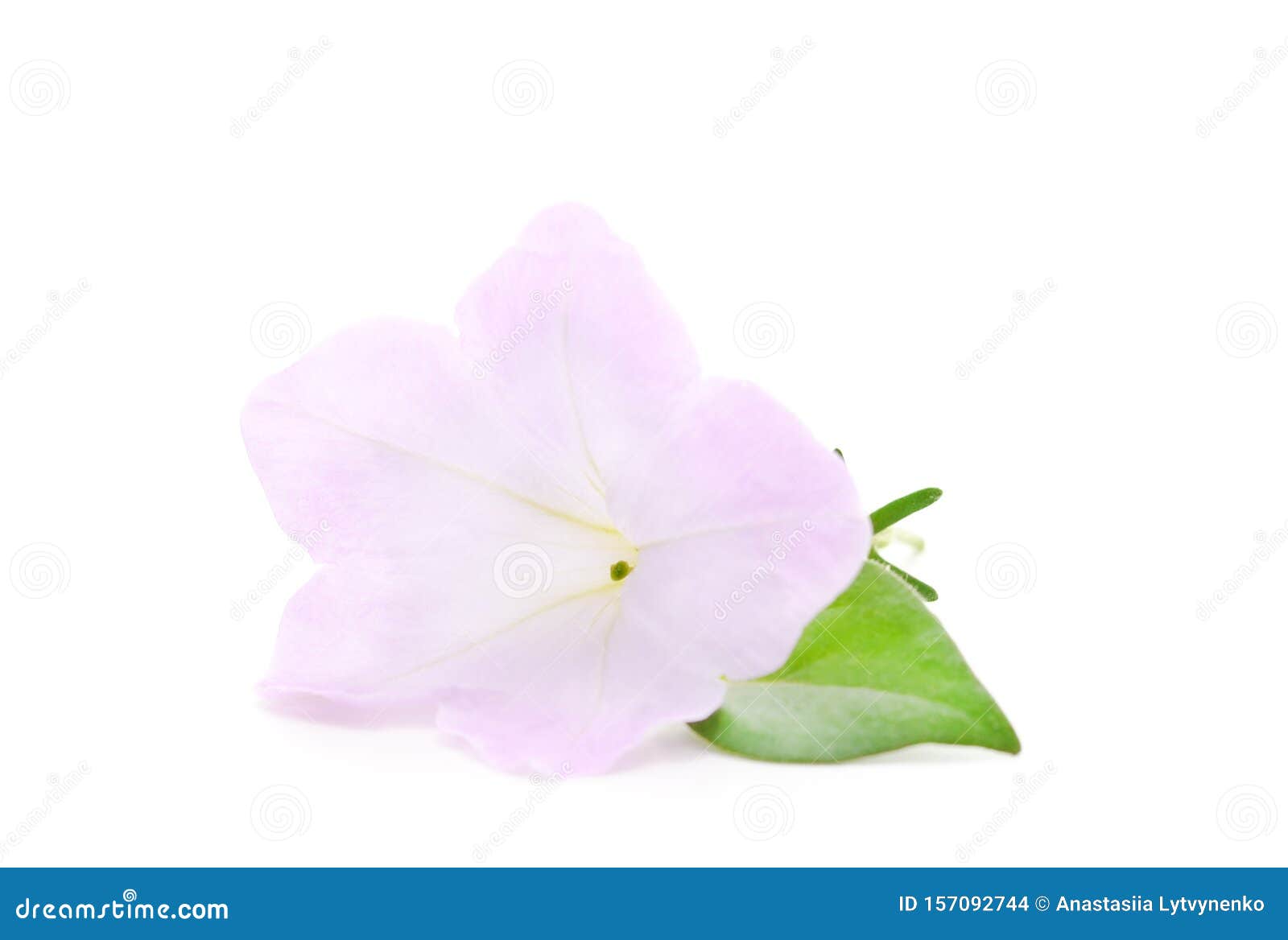 One violet peony stock photo. Image of nature, flora - 157092744