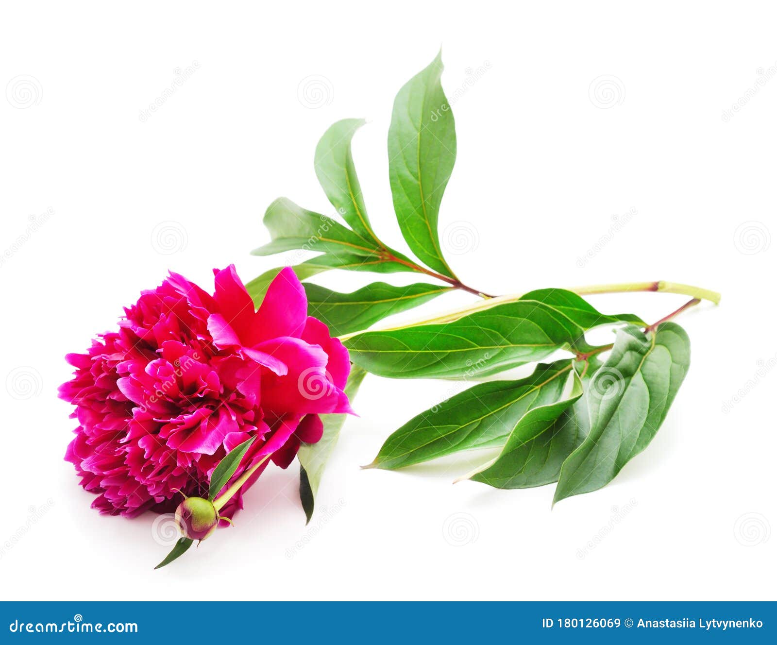 One violet peony stock image. Image of love, nature - 180126069