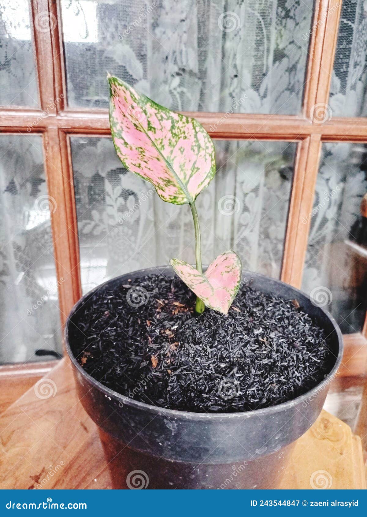 One of Viral flower ðŸ’ stock image. Image of tree - 243544847