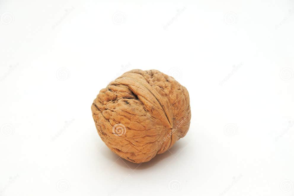 One walnut stock image. Image of walnut, hard, white - 12352455