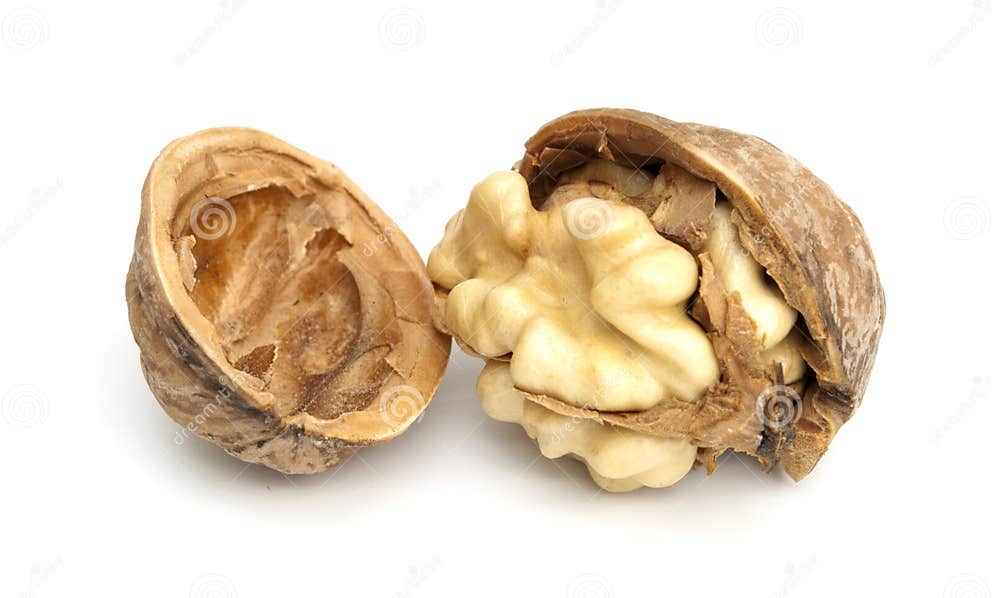 One walnut stock image. Image of natural, macro, isolate - 16220983