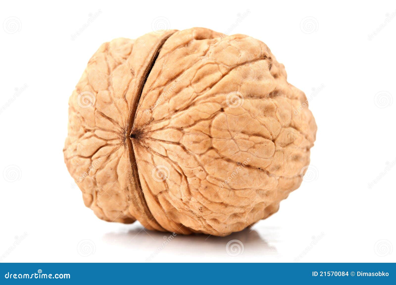 One walnut stock photo. Image of breakfast, snack, fruit - 21570084