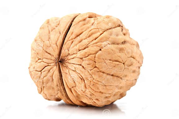 One walnut stock photo. Image of breakfast, snack, fruit - 21570084