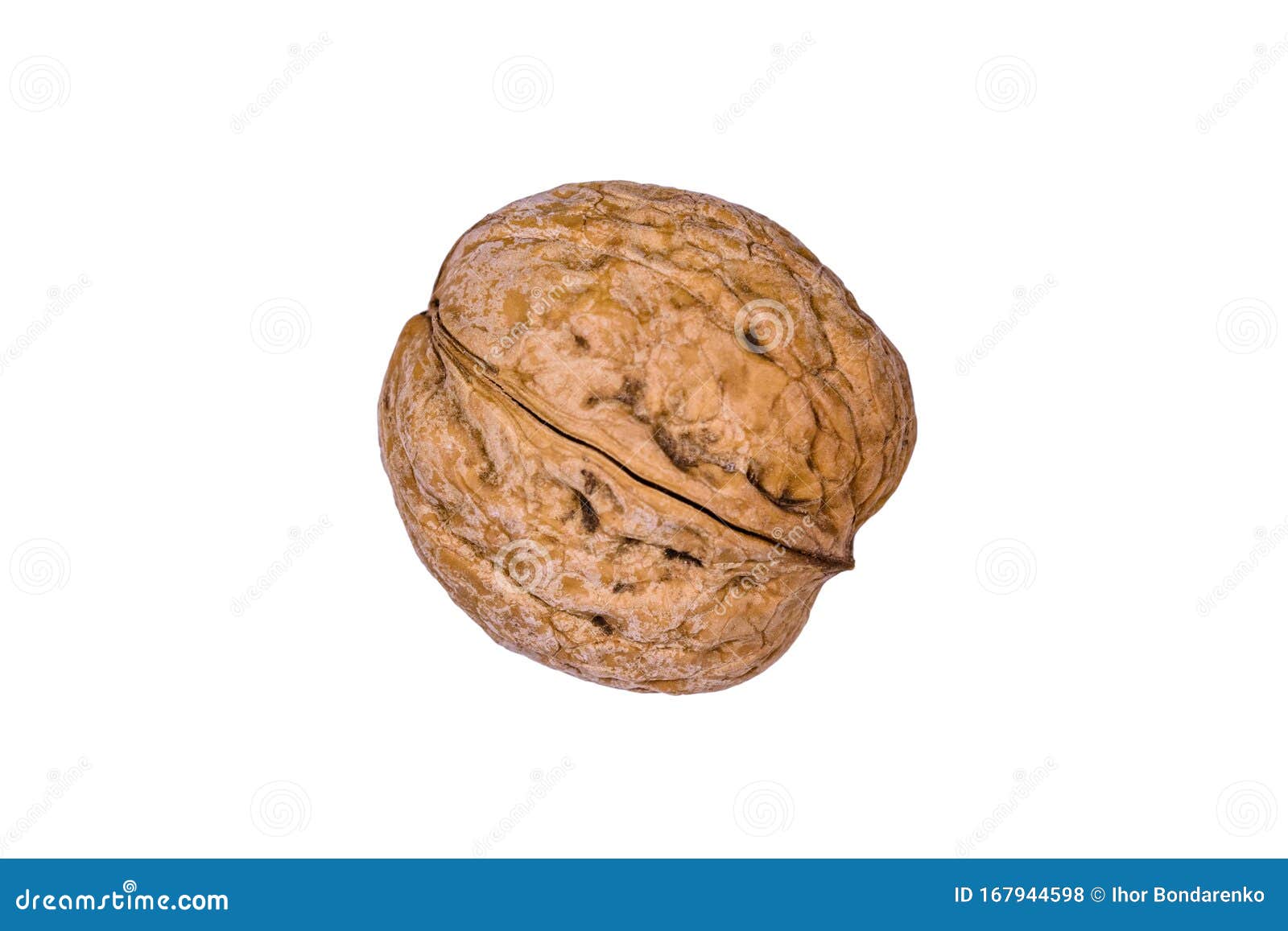 One Walnut Isolated on the White Background Stock Photo - Image of ...
