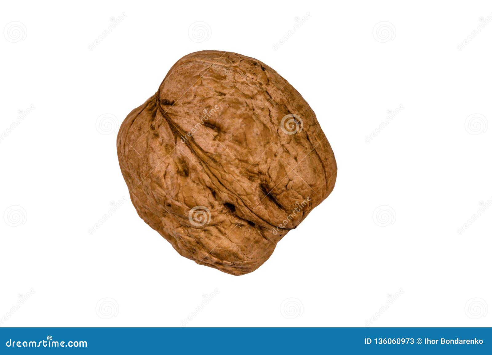 One Walnut Isolated on the White Background Stock Image - Image of food ...