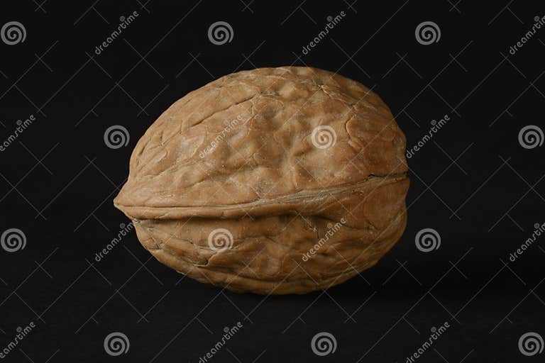 One walnut in studio stock photo. Image of vitamins - 184831550