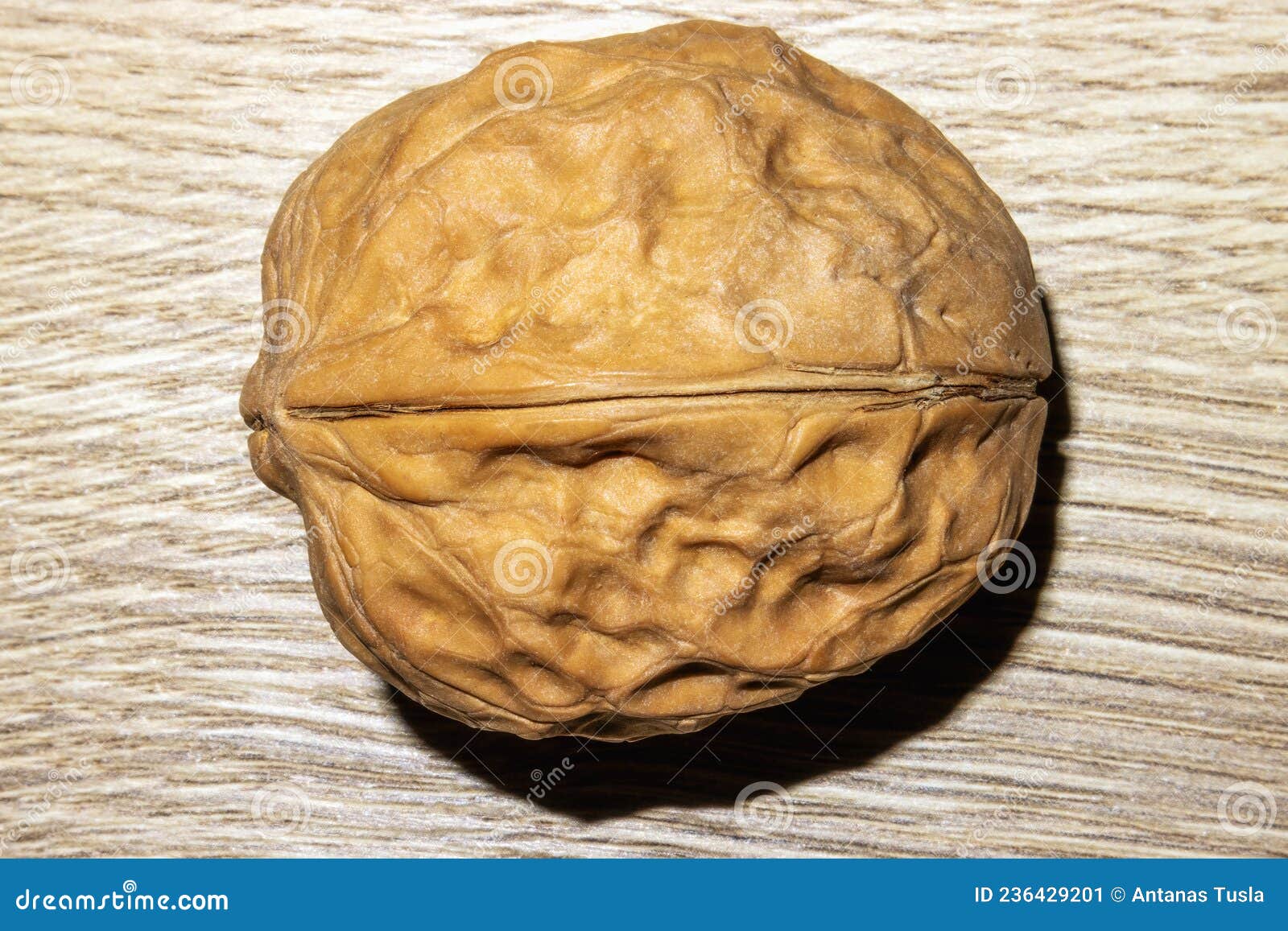 One walnut on the table stock image. Image of organic - 236429201
