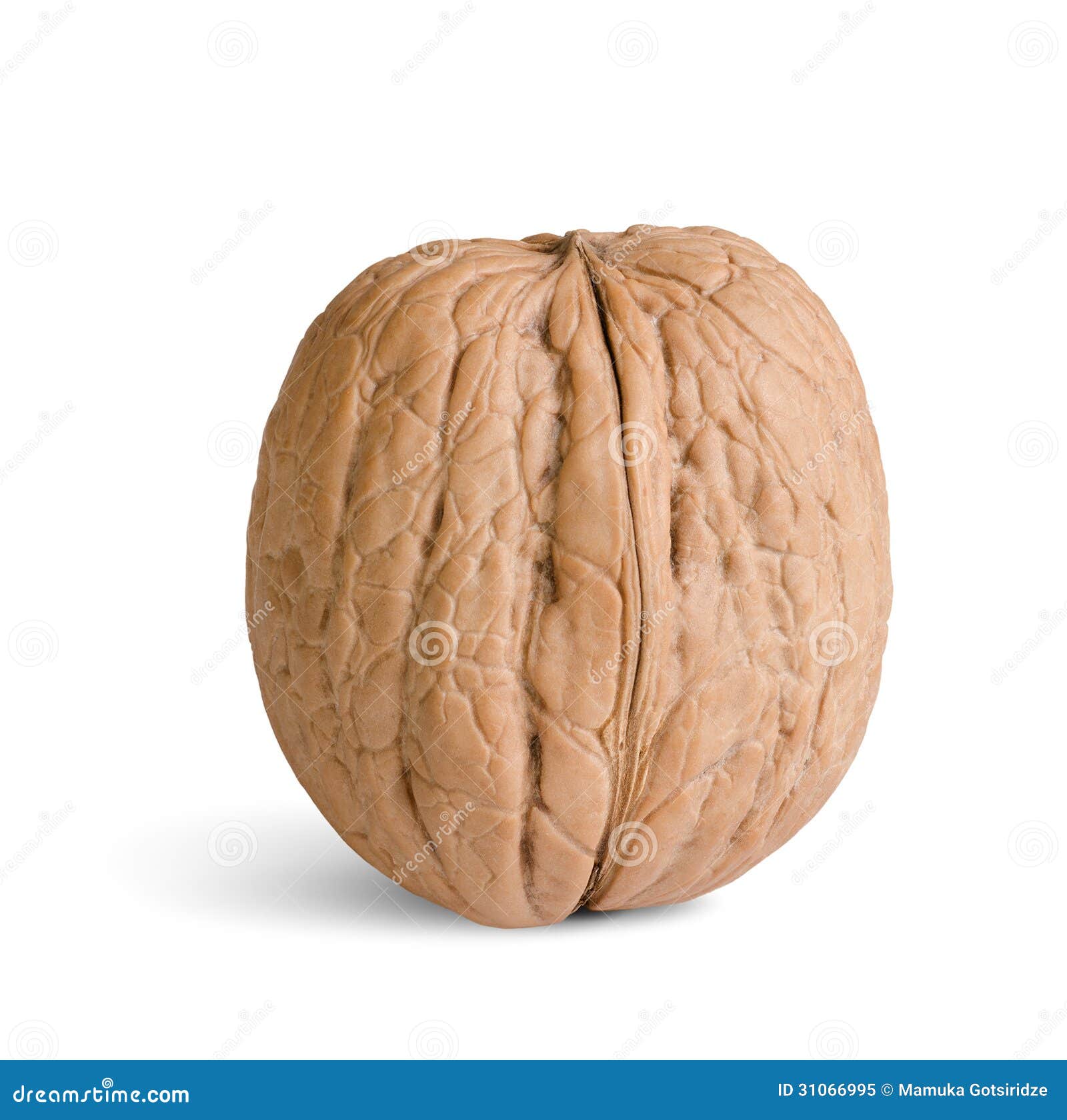One walnut stock image. Image of seed, background, single - 31066995