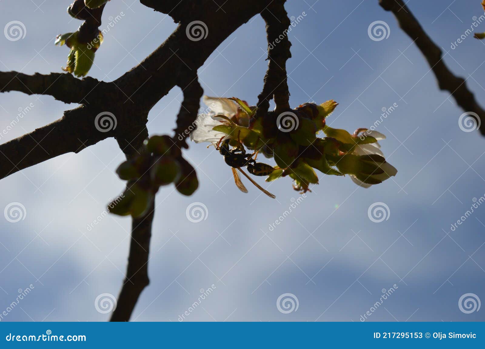 Wasp on a cherry blossom stock image. Image of nature - 217295153