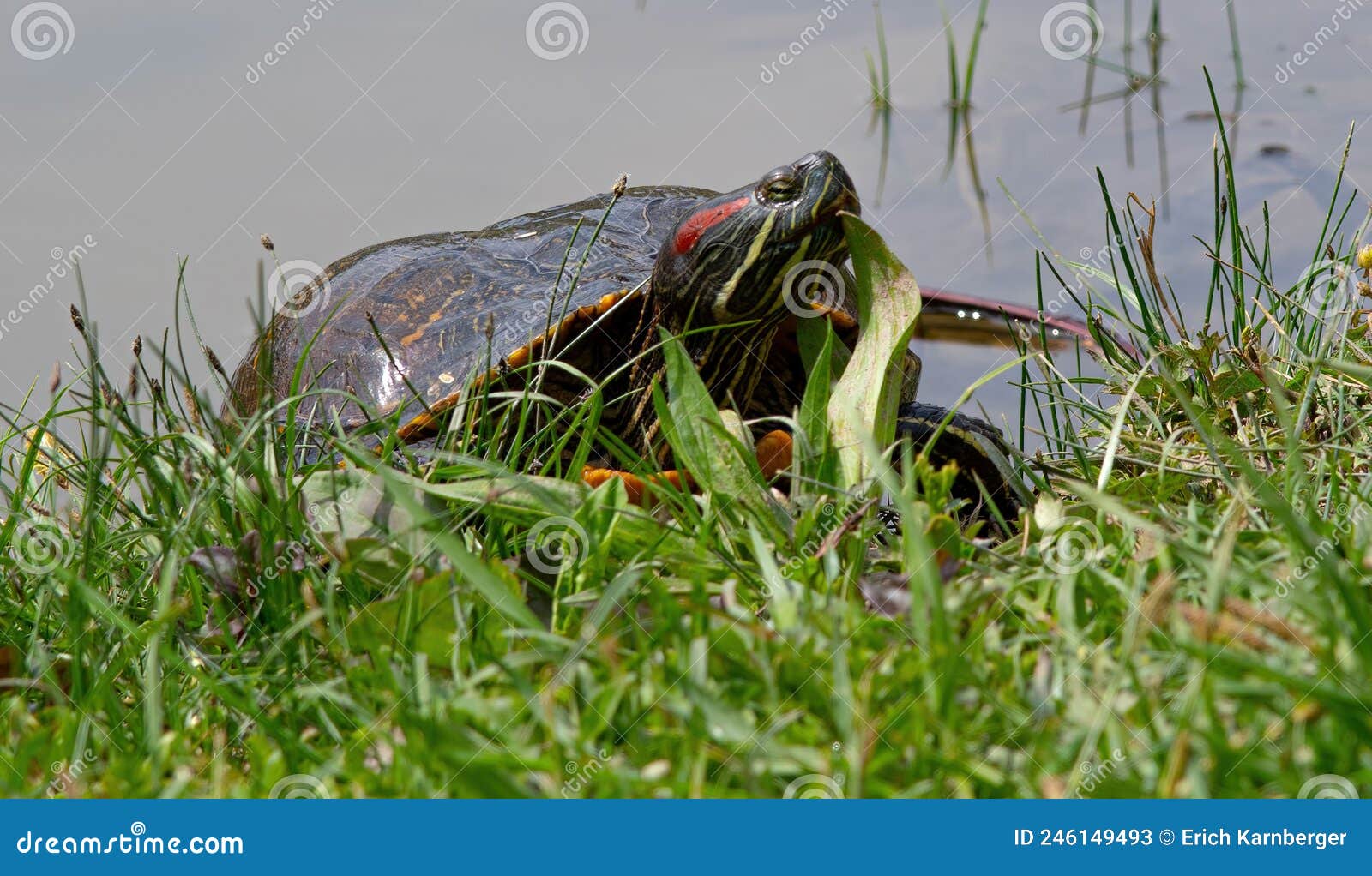 Water turtle sunbathing stock image. Image of close - 246149493
