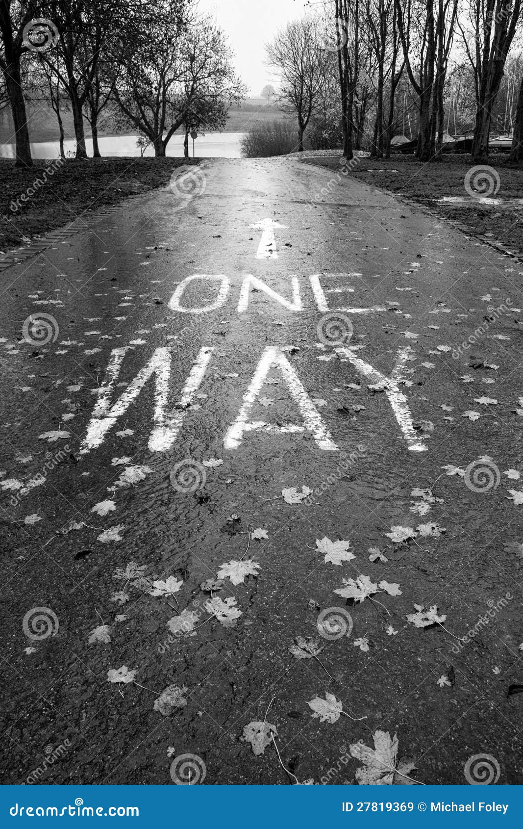 One way stock image. Image of tree, leaves, white, autumn - 27819369