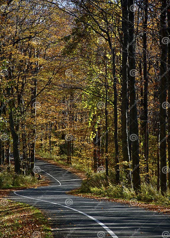 One-Way Autumn Drive stock photo. Image of bear, leaf - 24690868