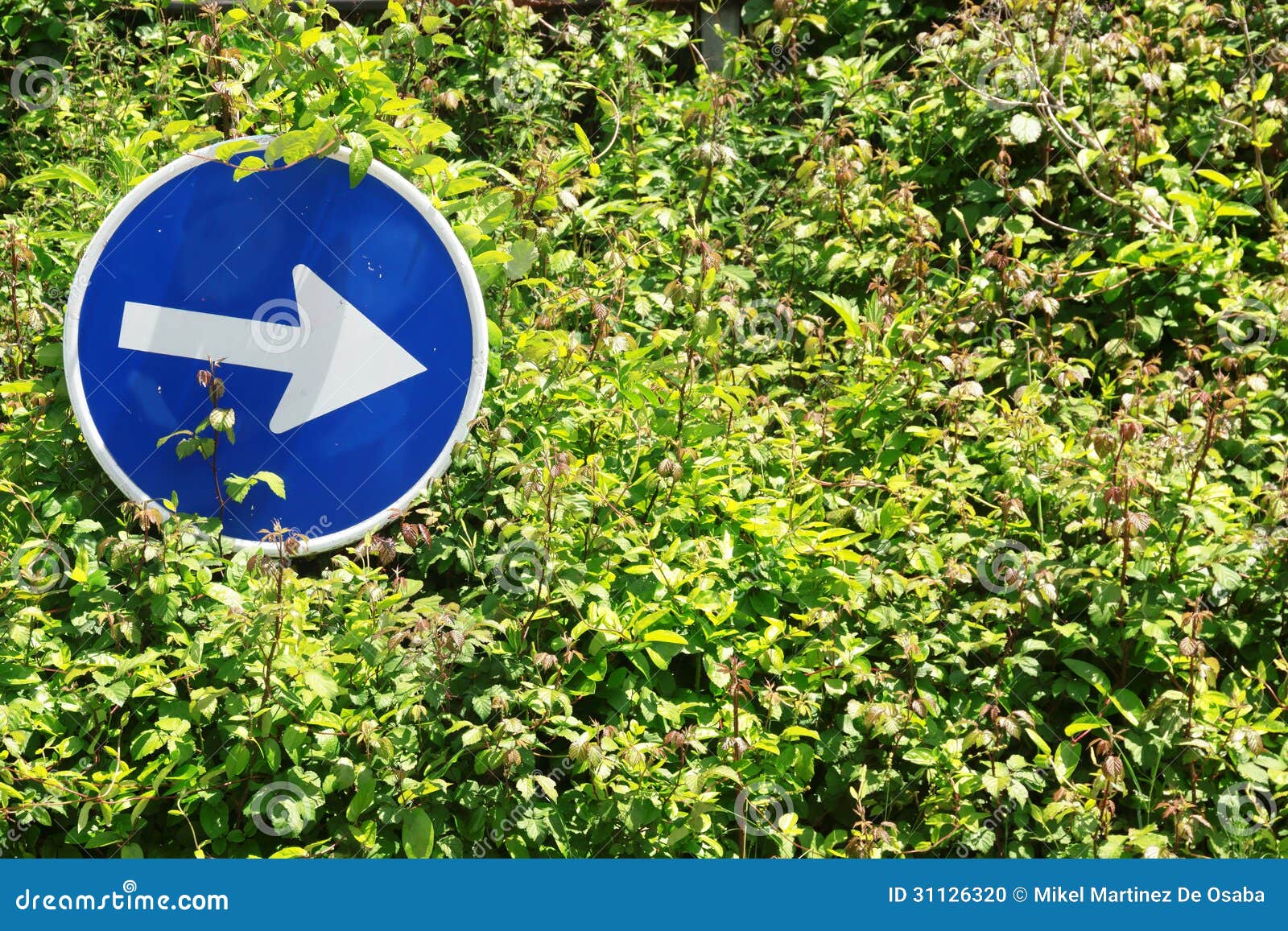 One Way Obligatory Direction Traffic Sign Stock Photo - Image of ...